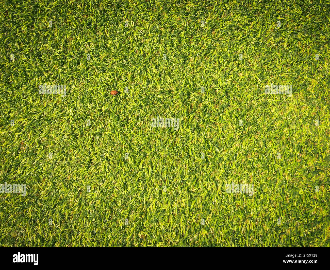 Beautiful green grass pattern from golf course for background. Copy ...