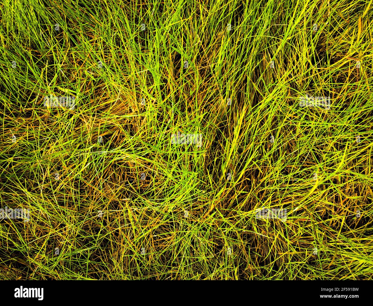 Green lawn texture background. top view. wallpaper for design Stock ...