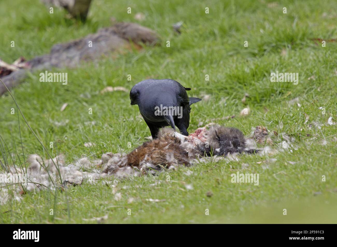 Australian Raven - feeding on carrion Corvus coronoides Bruny Island ...