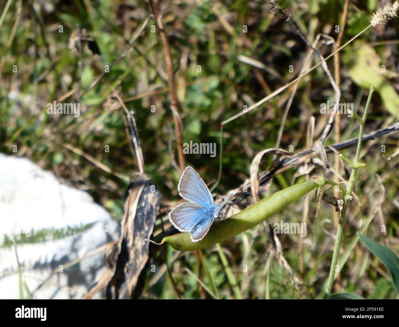 Beautiful blue butterfly near Colle del Preit Stock Photo - Alamy