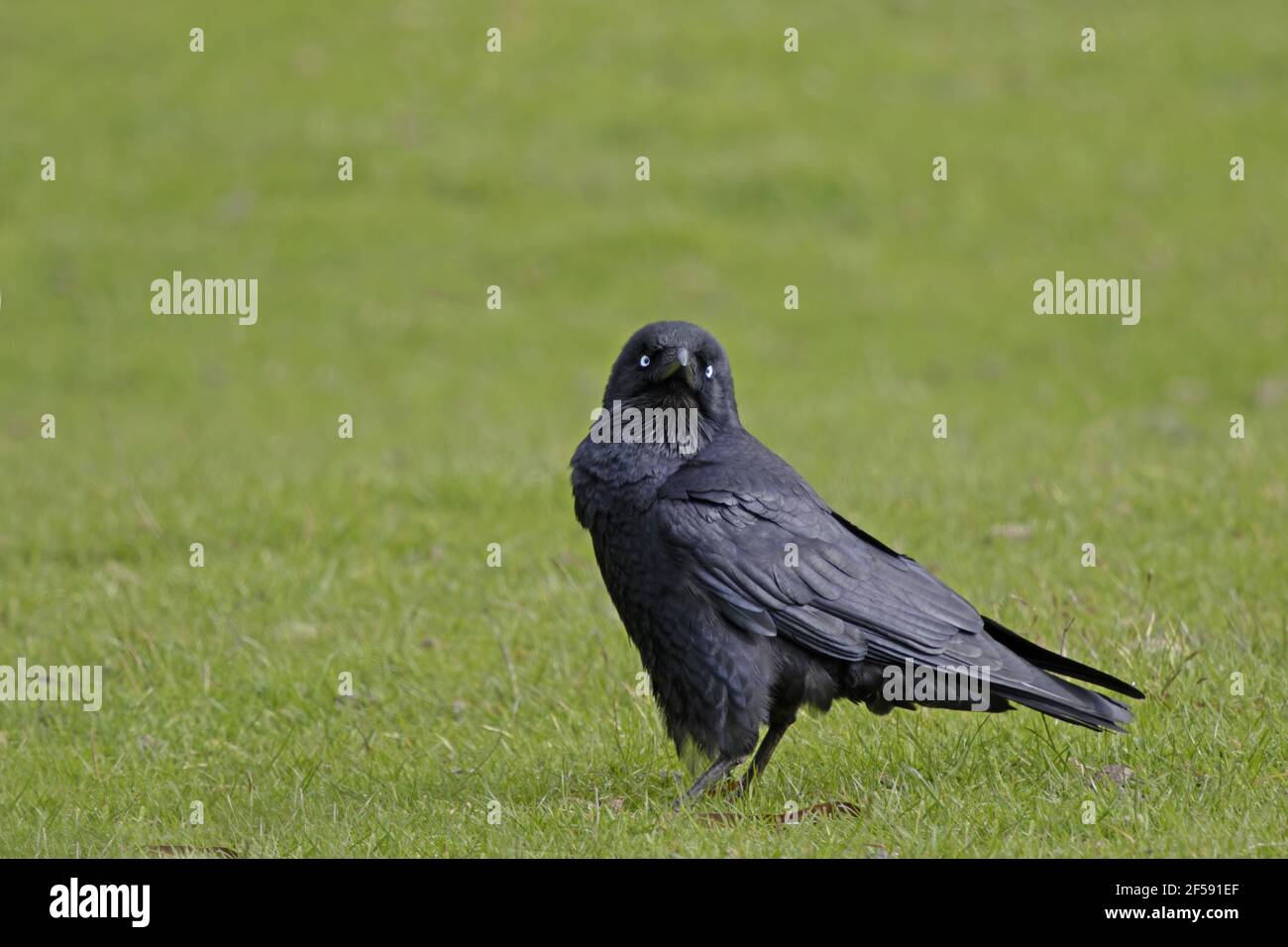 Australian raven hi-res stock photography and images - Alamy
