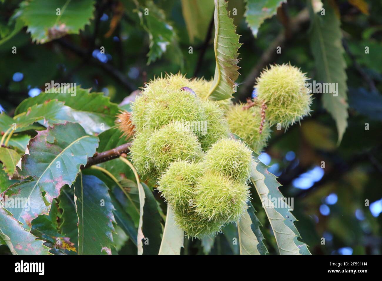 Husk on a chestnut tree branch during autumn Stock Photo - Alamy