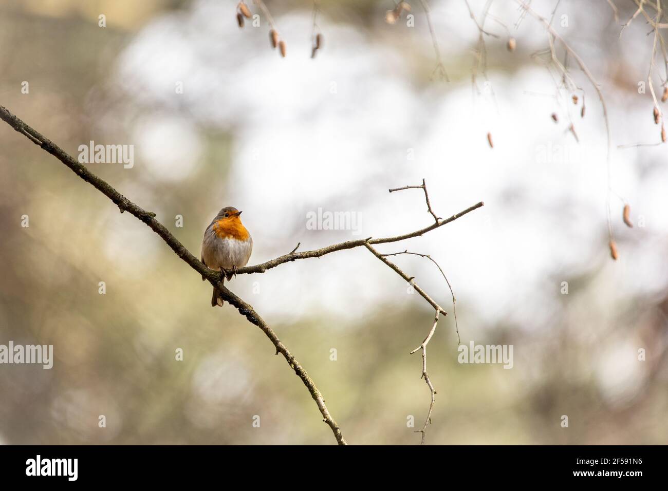 Robin baum hi-res stock photography and images - Alamy