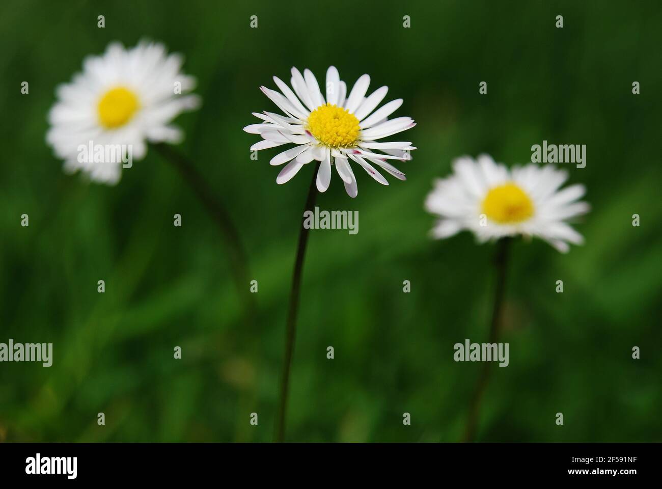 Daisy taylor hi-res stock photography and images - Alamy