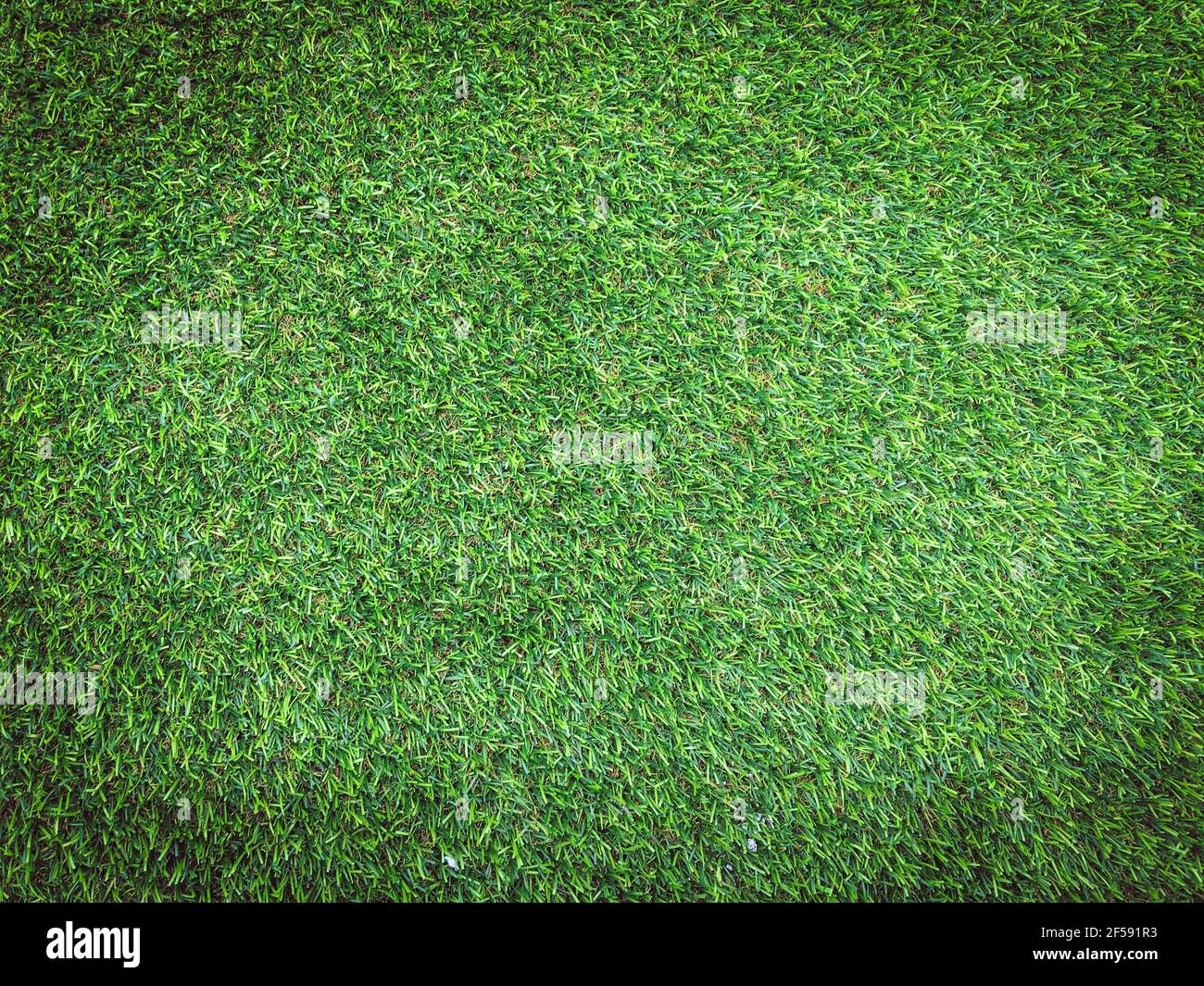 Nature green grass texture background for design. Eco concept Stock ...