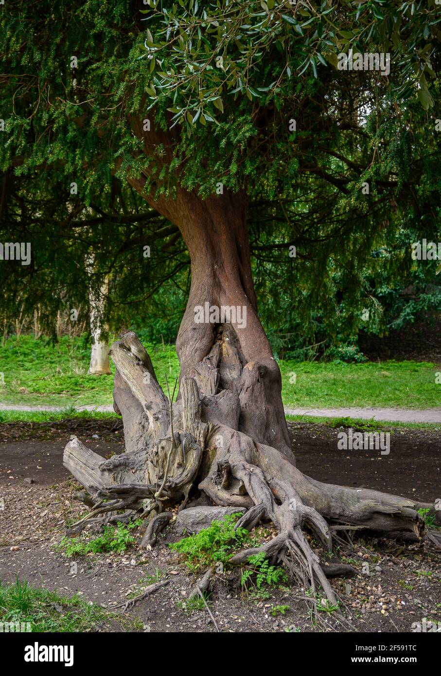 Twisted tree trunk hi-res stock photography and images - Alamy