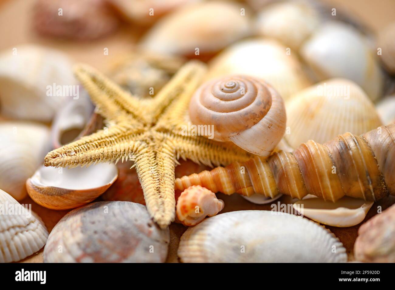 Seashells of various shapes and types. Background Stock Photo - Alamy