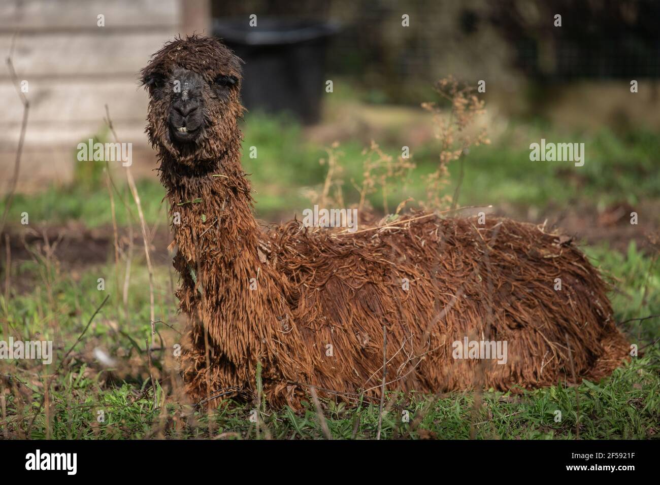 Alpacaccino hi-res stock photography and images - Alamy
