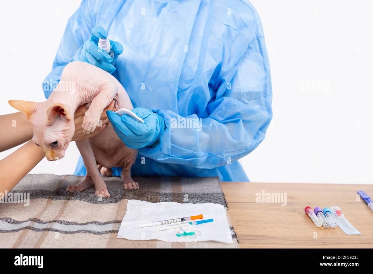 Palpation of the cat hi-res stock photography and images - Alamy