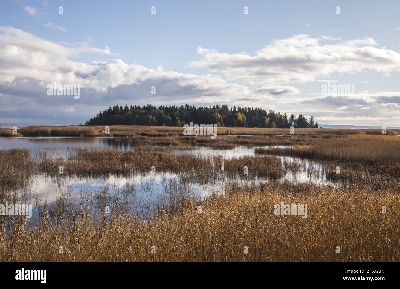 Swamp under cloudy sky Stock Photo - Alamy