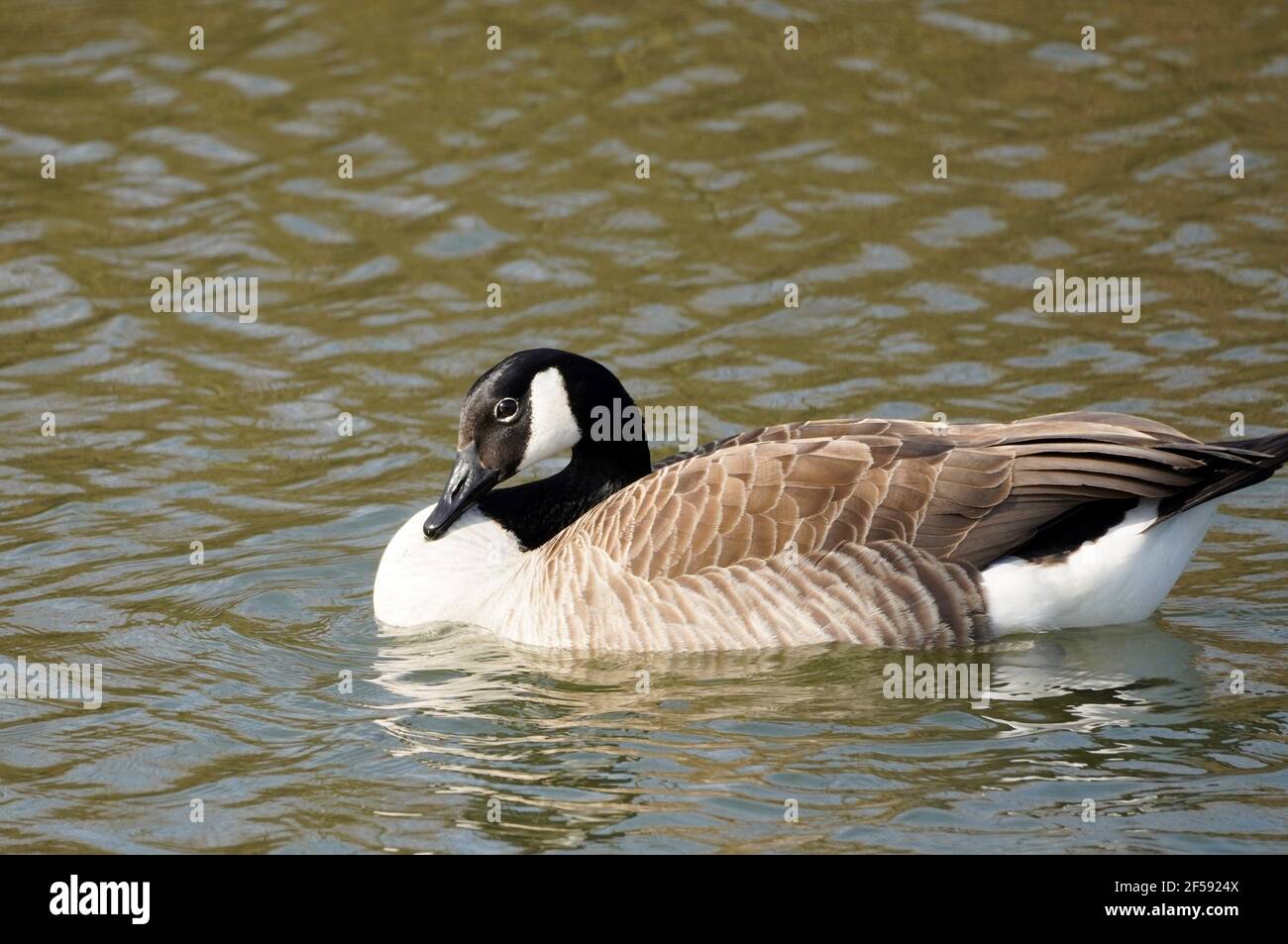 Goose swim hi-res stock photography and images - Alamy