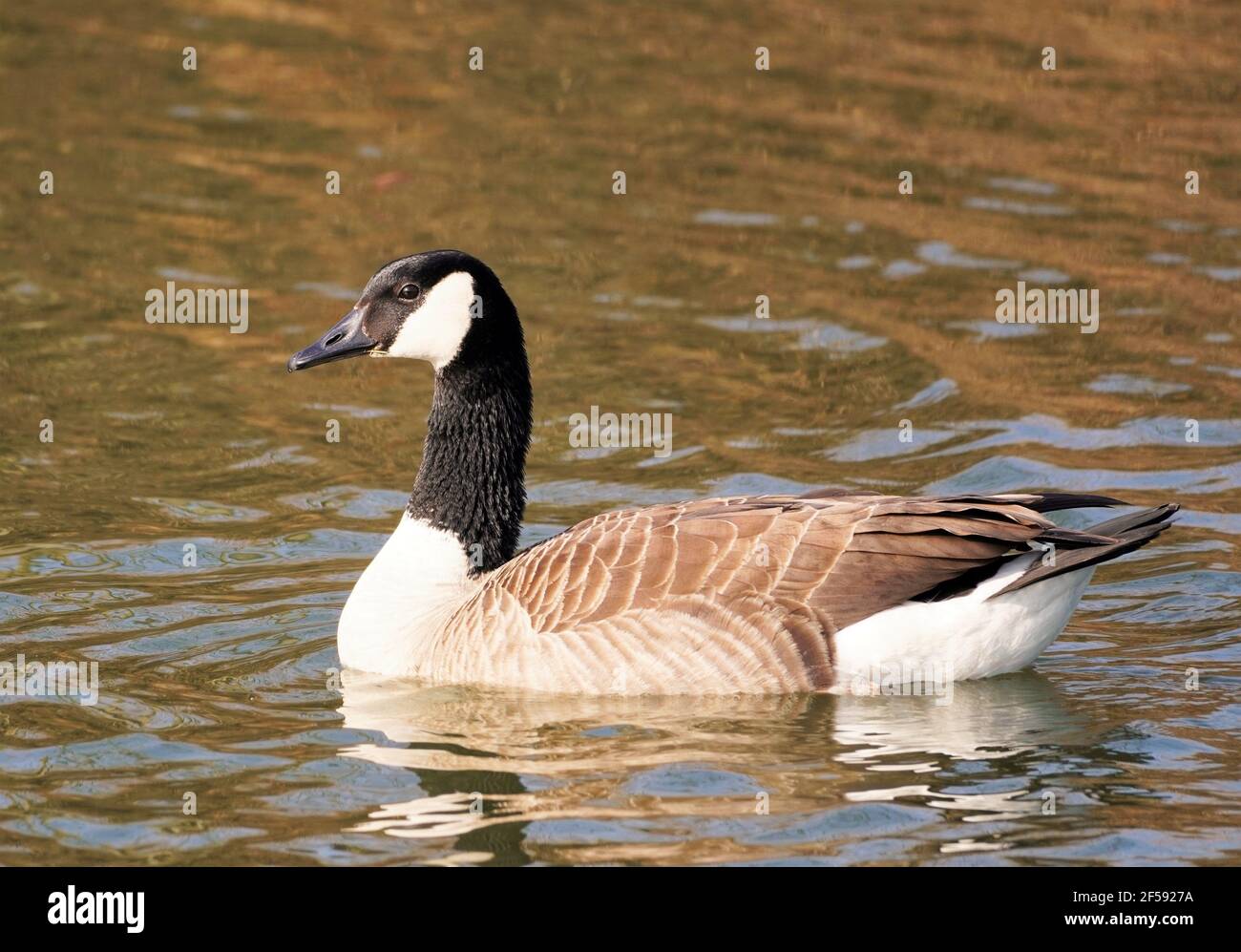 Canada goose floating on the water Stock Photo - Alamy
