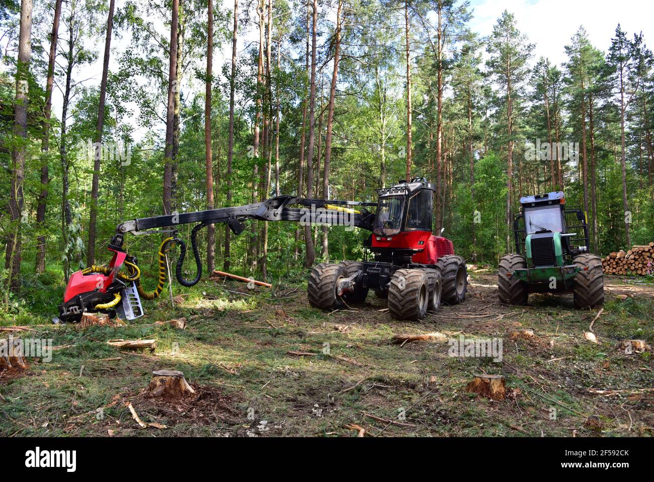 Pine forest harvesting machine at work during clearing of a plantation ...