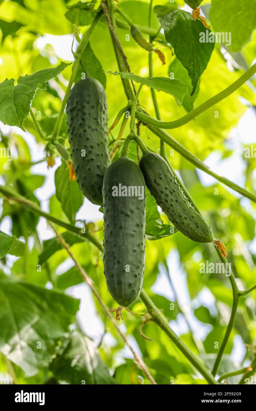 Cucumber tree fruit hi-res stock photography and images - Alamy