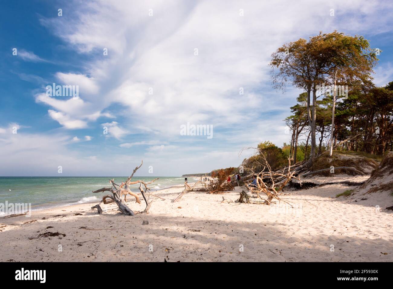 Am Weststrand des Darß bei Prerow reicht der Naturwald bis an den ...
