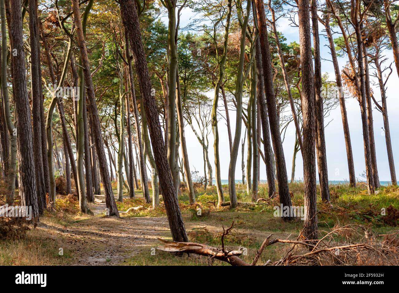 Am Weststrand des Darß bei Prerow reicht der Naturwald bis an den ...