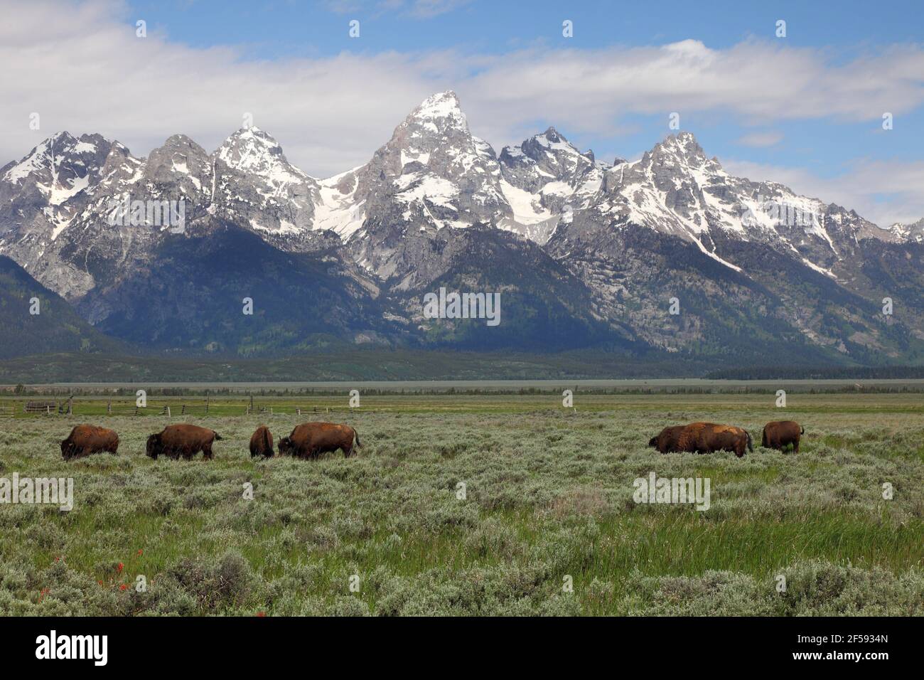 Bos bison hi-res stock photography and images - Alamy