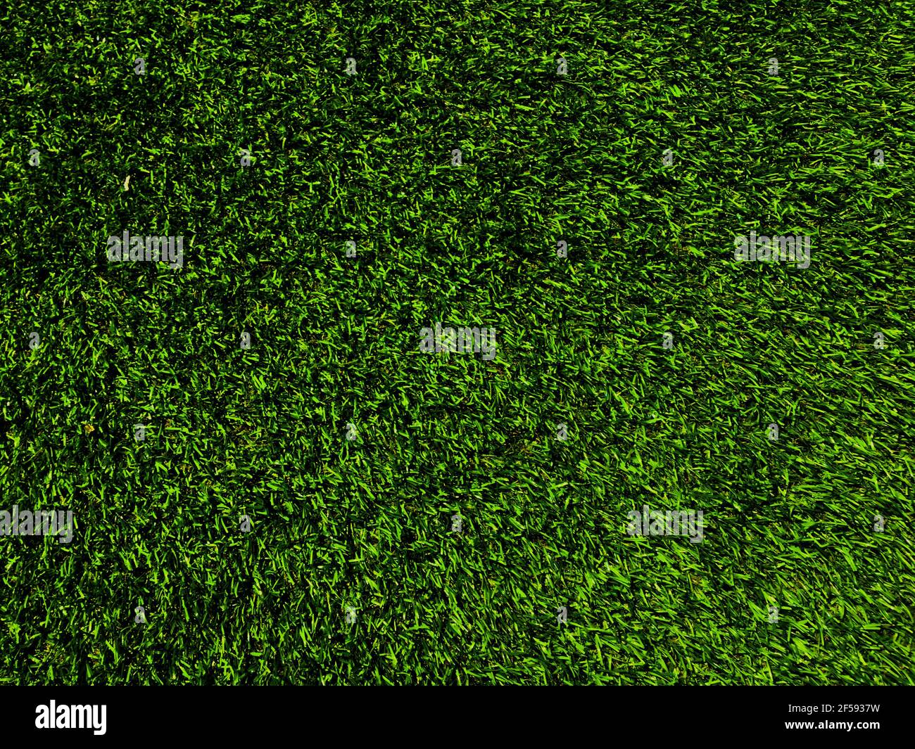 Green grass texture use as natural background. Wallpaper for design ...