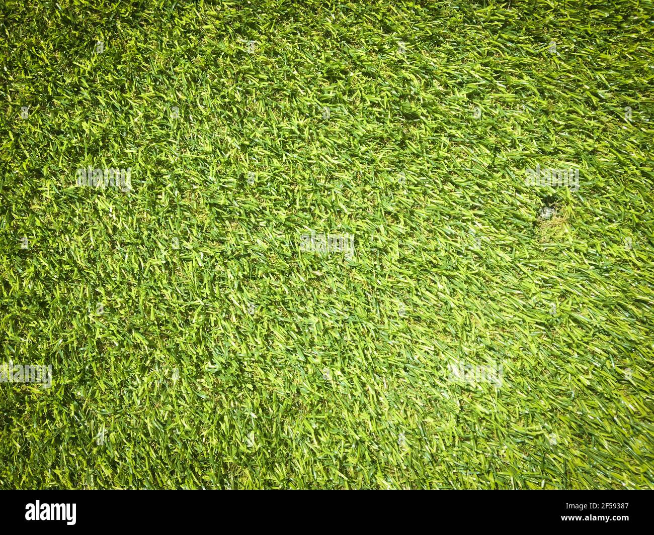 Green grass texture use as natural background. Wallpaper for design ...
