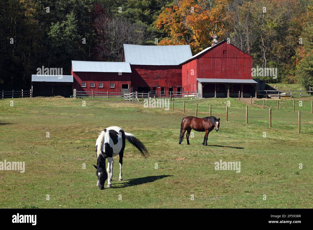 Red barn farm und pferde hi-res stock photography and images - Alamy