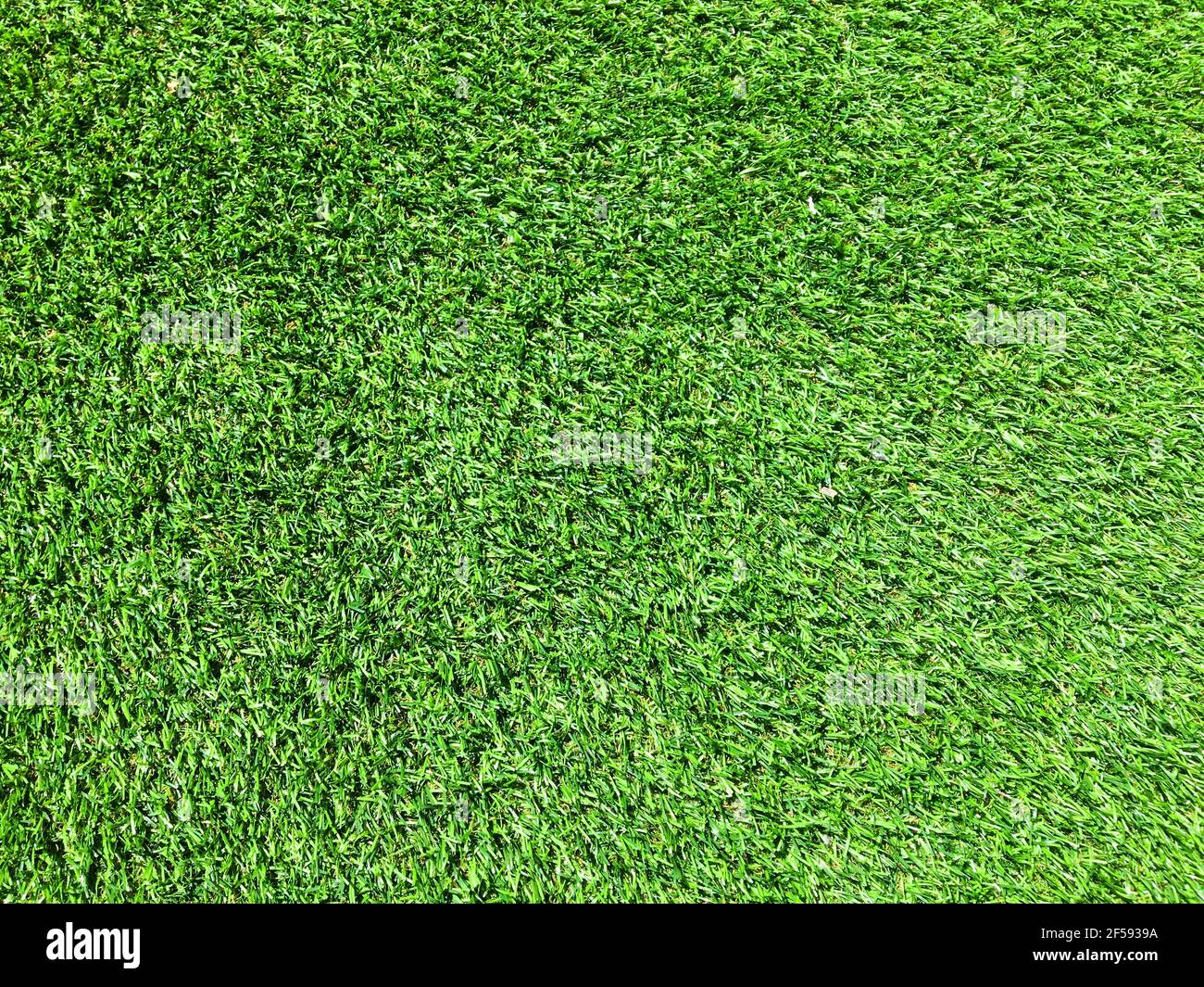Green grass texture use as natural background. Wallpaper for design ...
