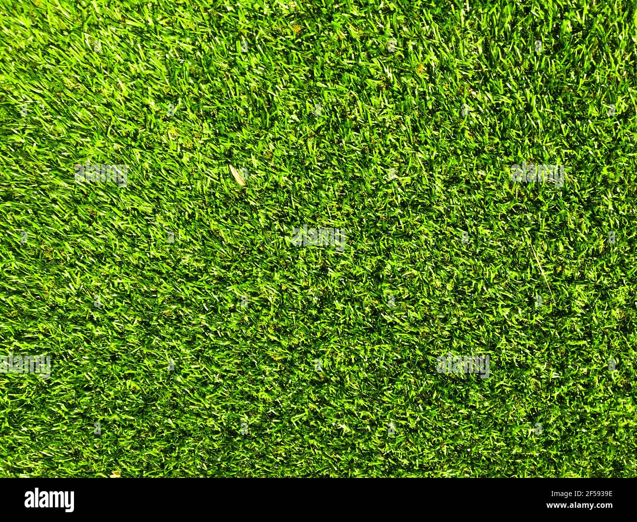 Green grass texture use as natural background. Wallpaper for design ...