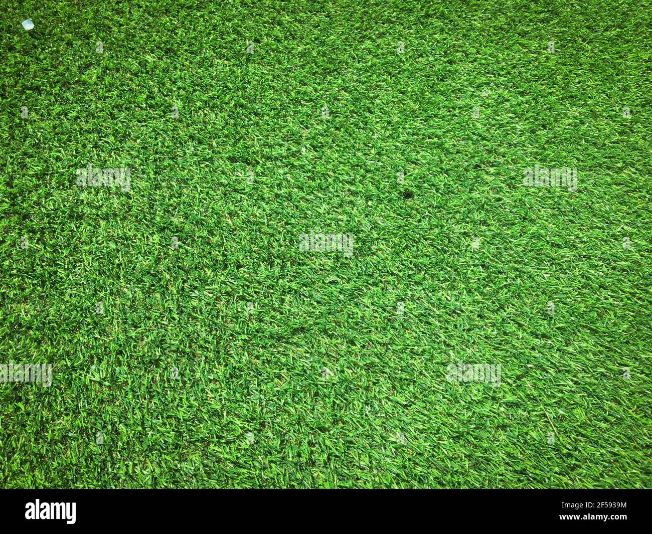 Green grass texture use as natural background. Wallpaper for design ...
