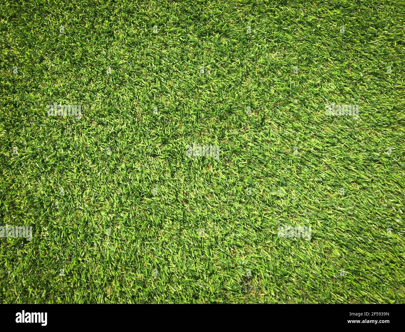 Green grass texture use as natural background. Wallpaper for design ...