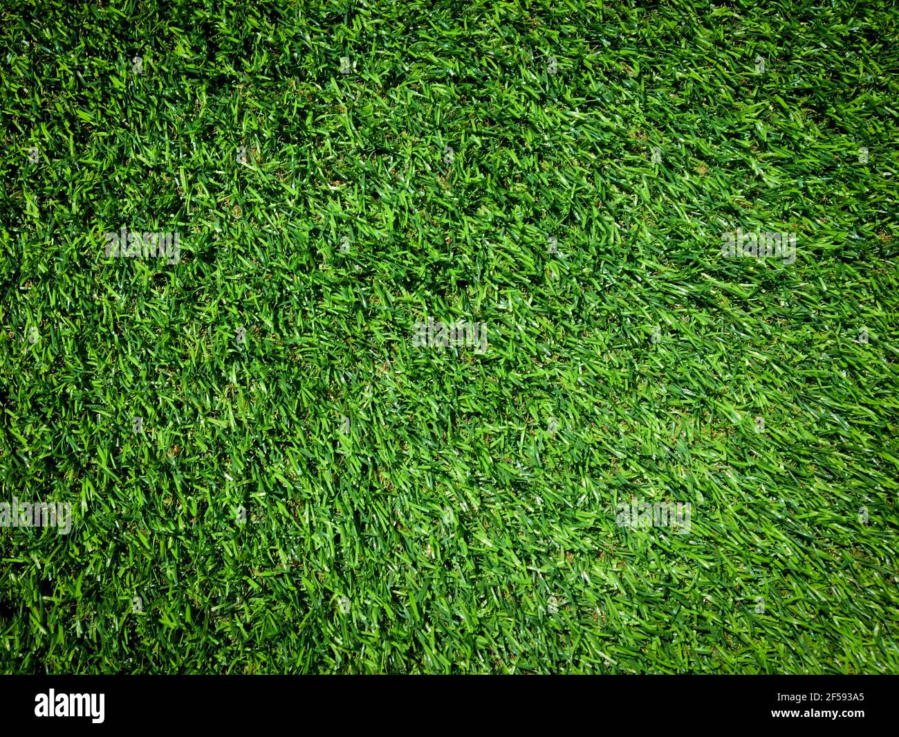 Green grass texture use as natural background. Wallpaper for design ...