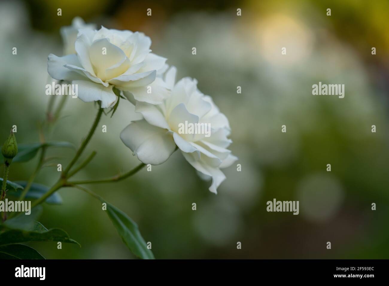 Closeup of white garden roses under the sunlight with a blurry ...