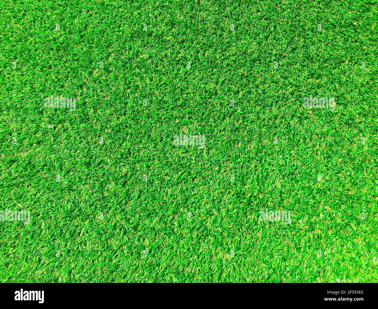 Golf Grass Texture