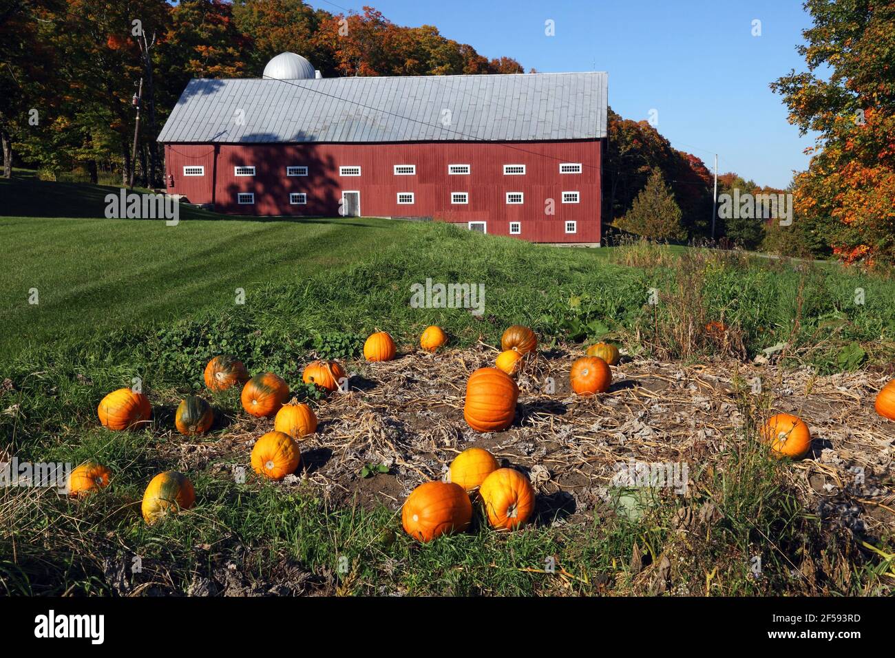 geography / travel, USA, Vermont, Peacham, pumpkins and Red Bar ...