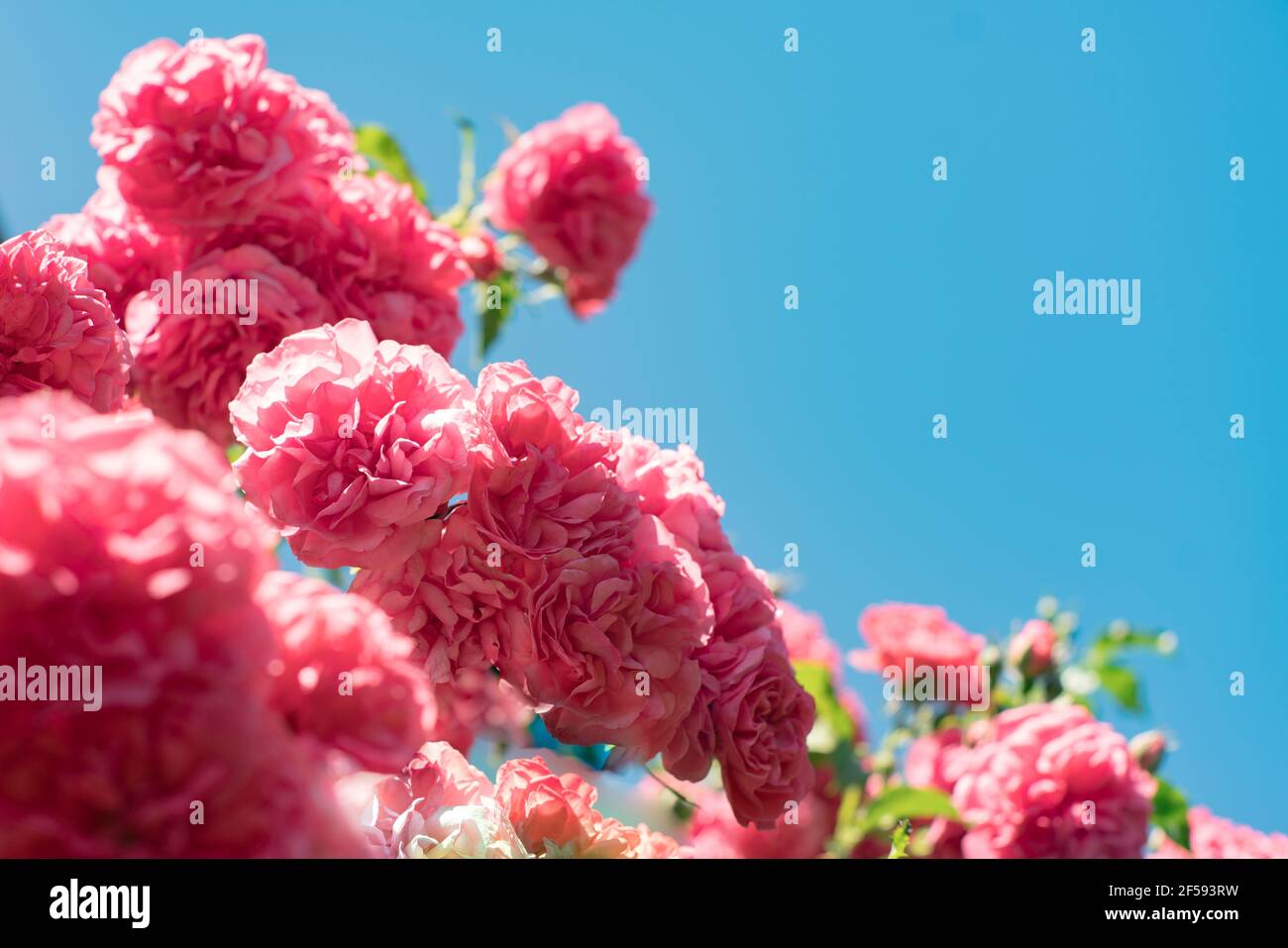 Hanging Pink Roses Bush on Blue Sky Background Stock Photo - Alamy