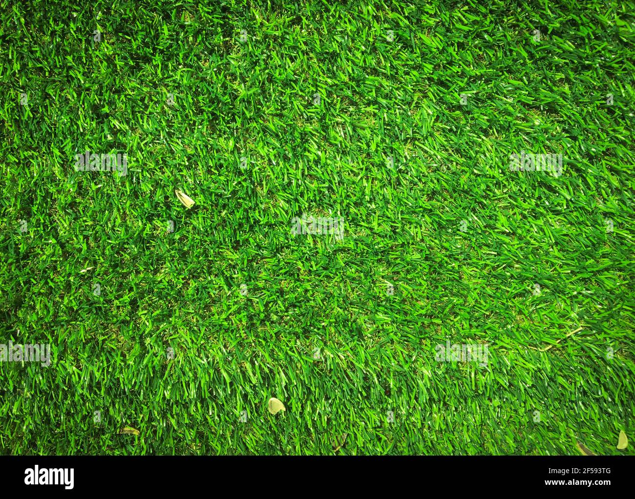 Modern green lawn texture background. Wallpaper for work and design ...