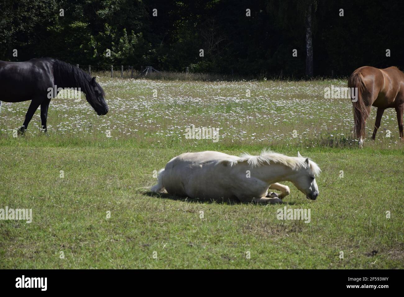 Horse fall down hi-res stock photography and images - Alamy