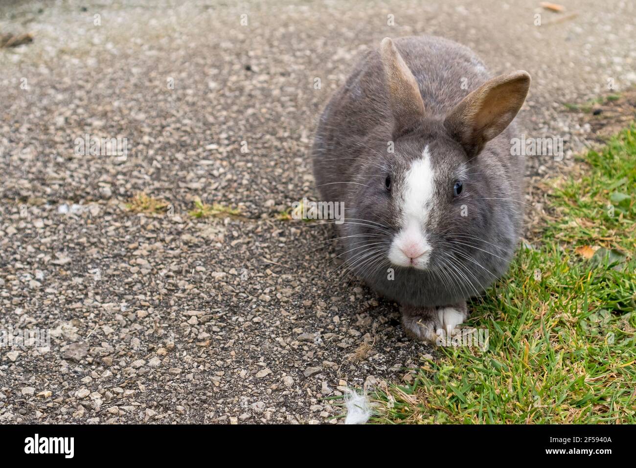 Wild sad gray rabbit on the asphalt sidewalk close-up. Copspace Stock ...