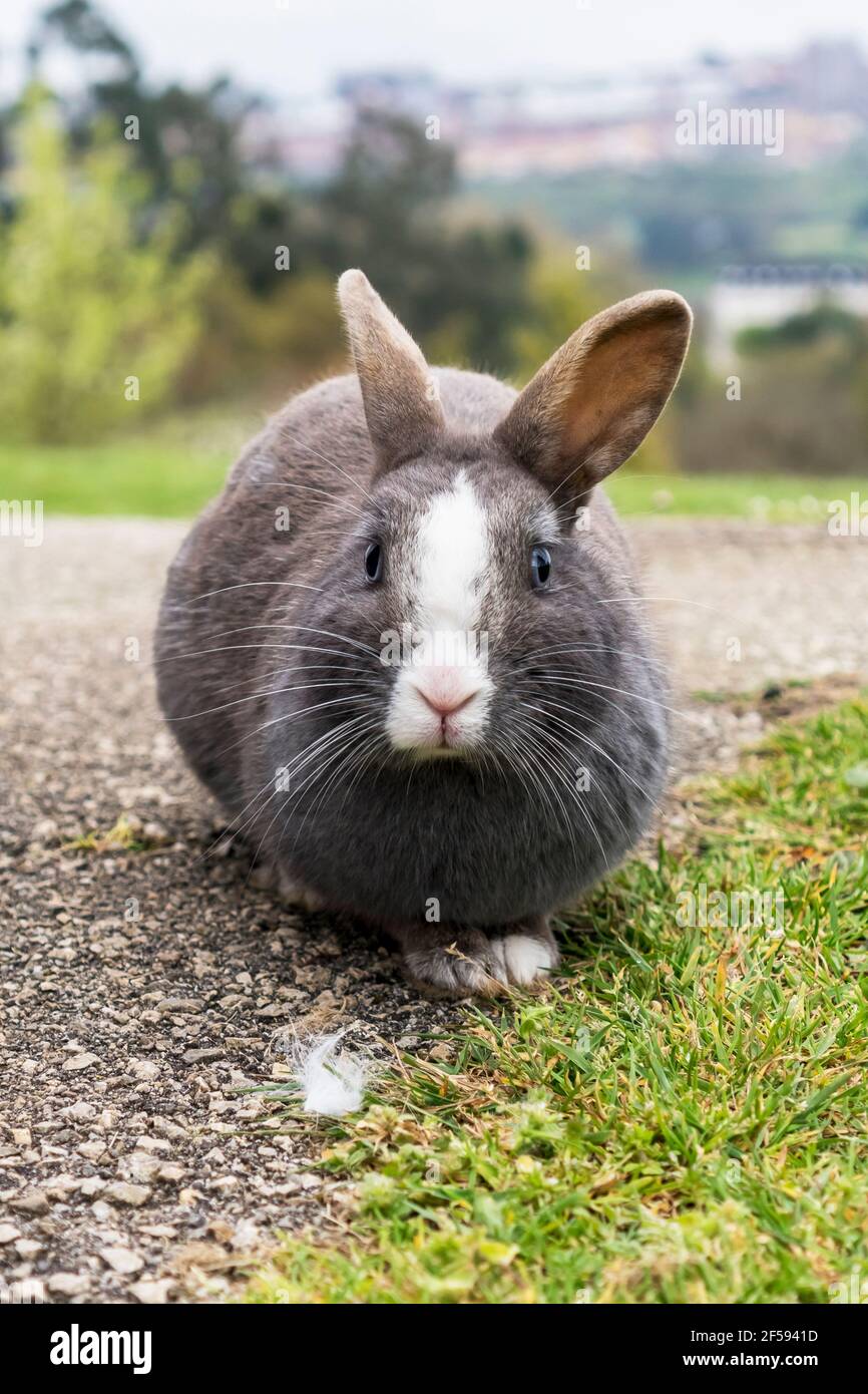 Sad rabbit hi-res stock photography and images - Alamy