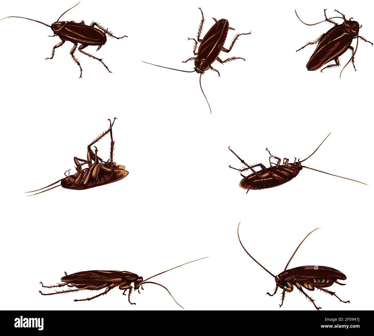Cockroach vector vectors hi-res stock photography and images - Alamy