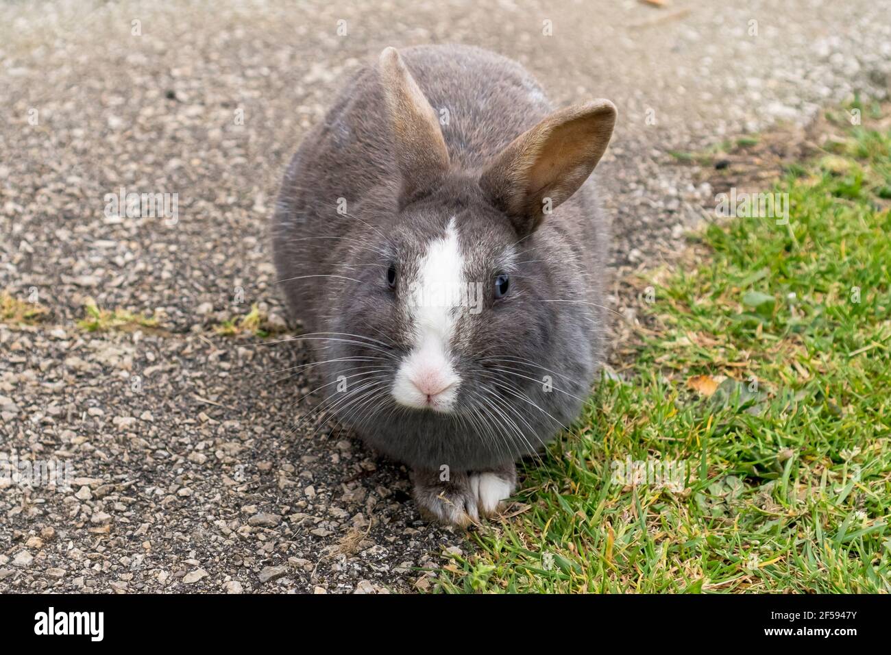 Gray rabbit on an asphalt road with grass close up Stock Photo - Alamy
