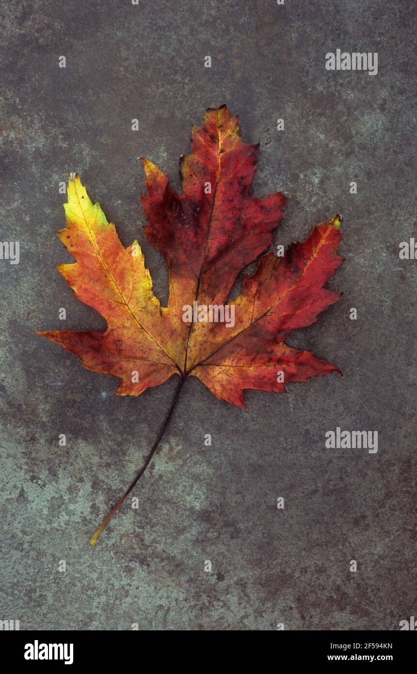 Silver maple tree hi-res stock photography and images - Alamy