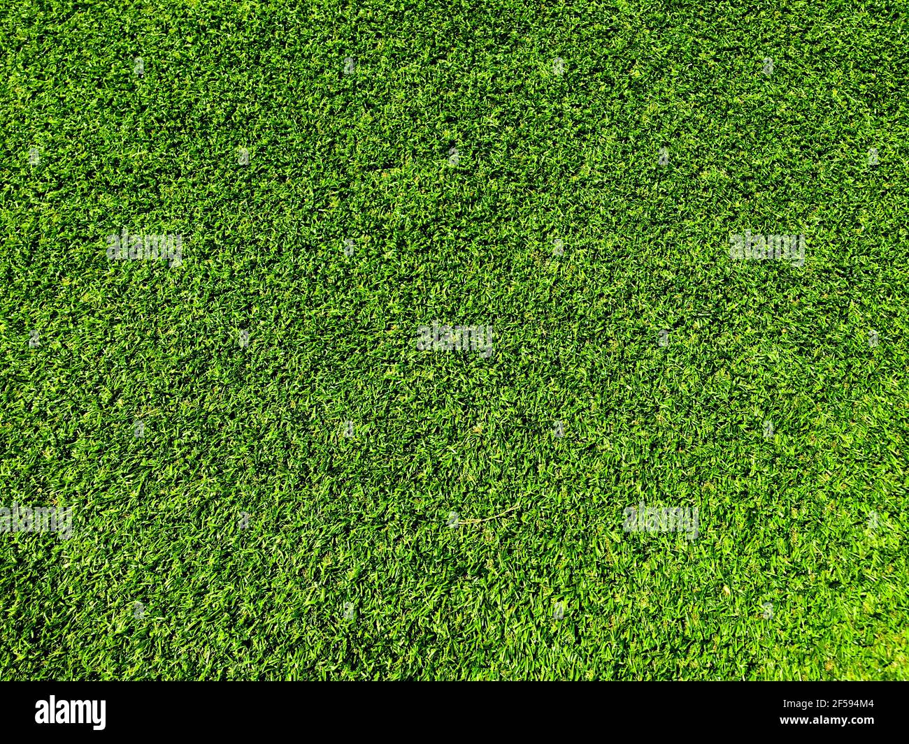 Top view of green grass texture background. Element of design Stock ...