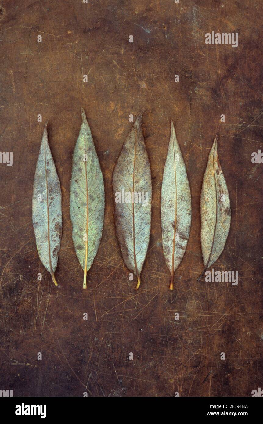 Five autumn leaves of Crack willow or Salix fragilis tree lying face ...
