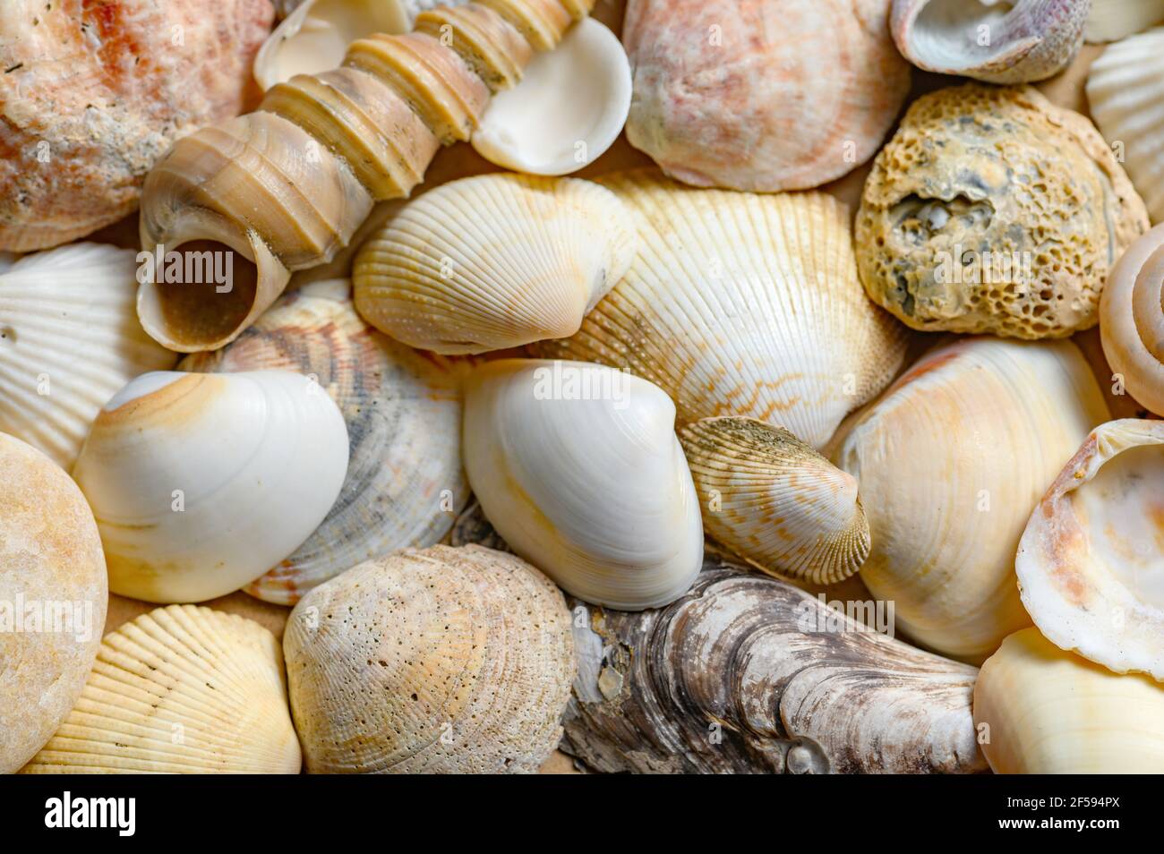 Seashells of various shapes and types. Background Stock Photo - Alamy