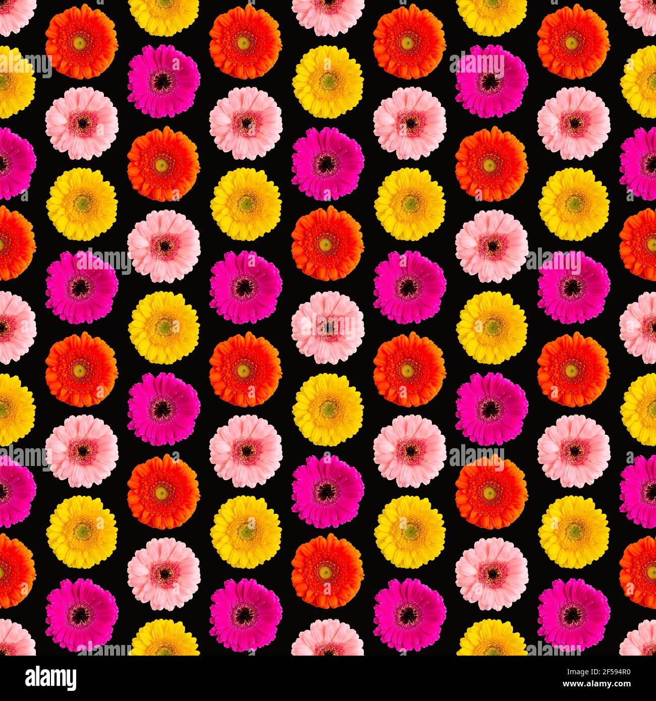 Seamless pattern of colorful gerbera on a white Germini photo converted ...