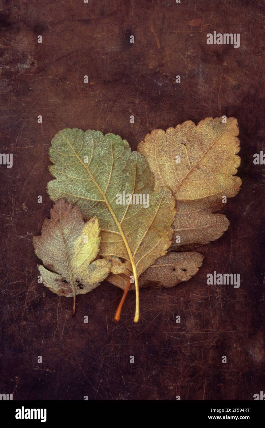 Three autumn leaves of Swedish whitebeam or Sorbus intermedia tree gold ...