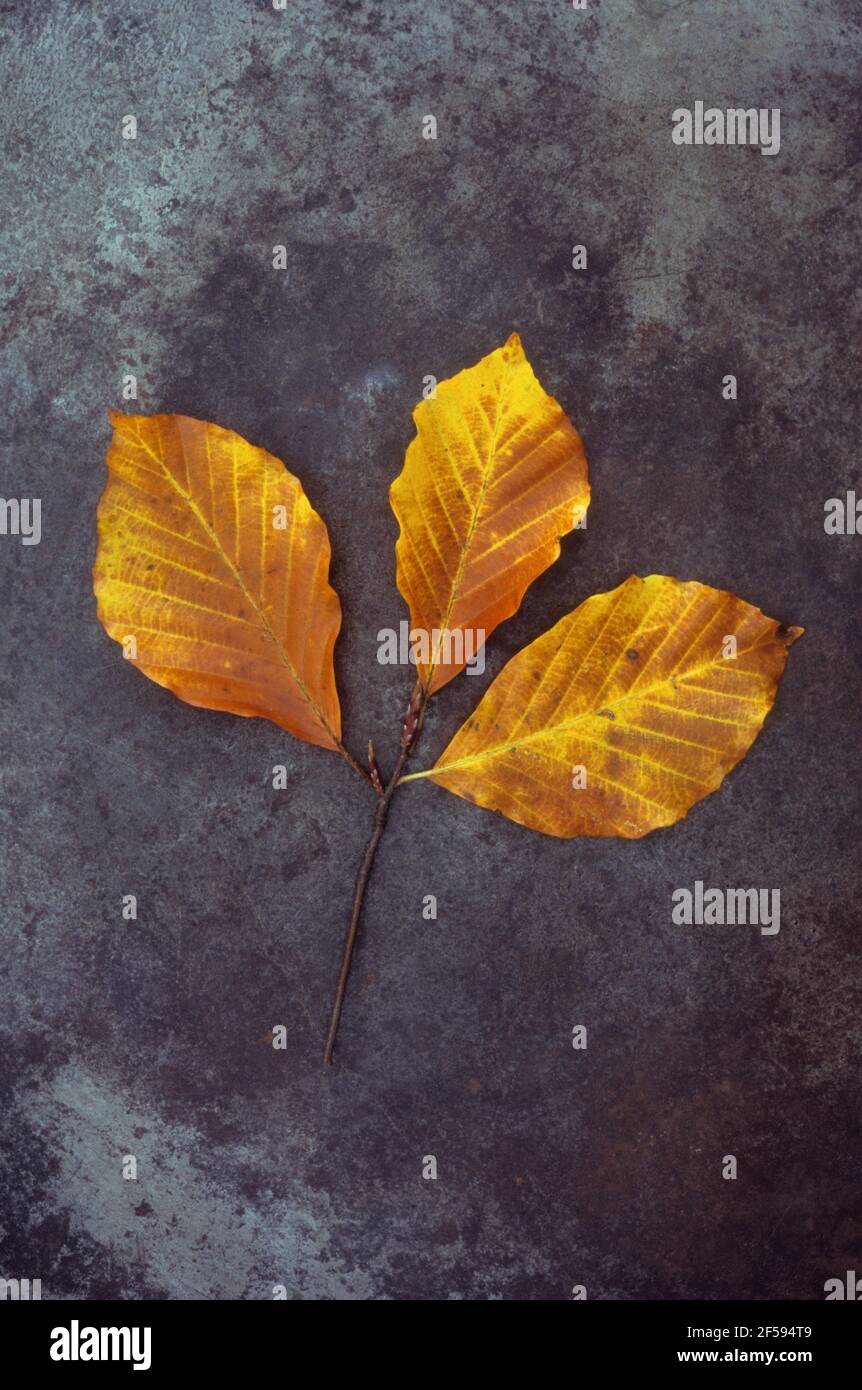 Eaves on tree hi-res stock photography and images - Alamy