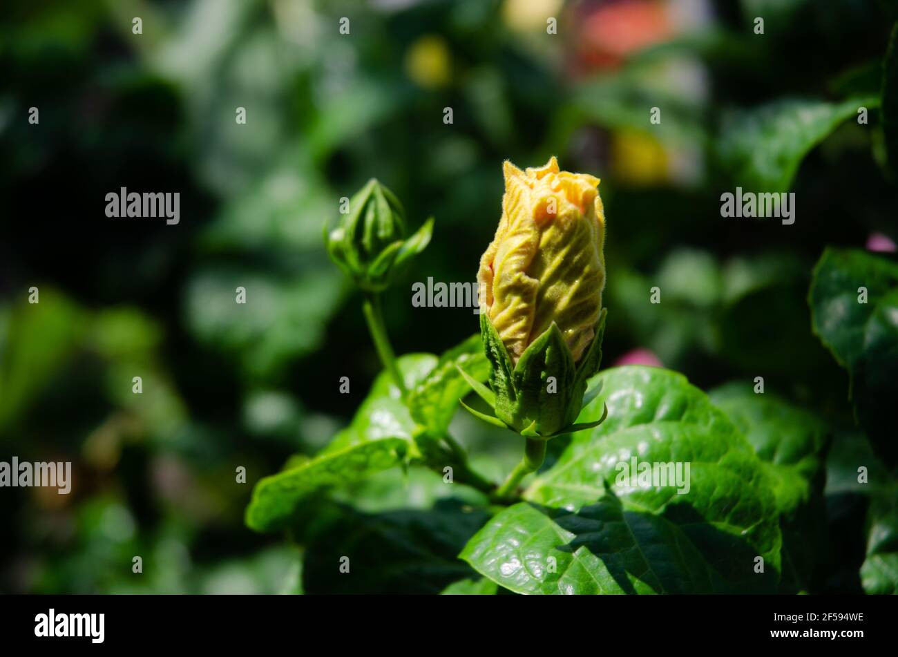Flower in the garden Stock Photo - Alamy
