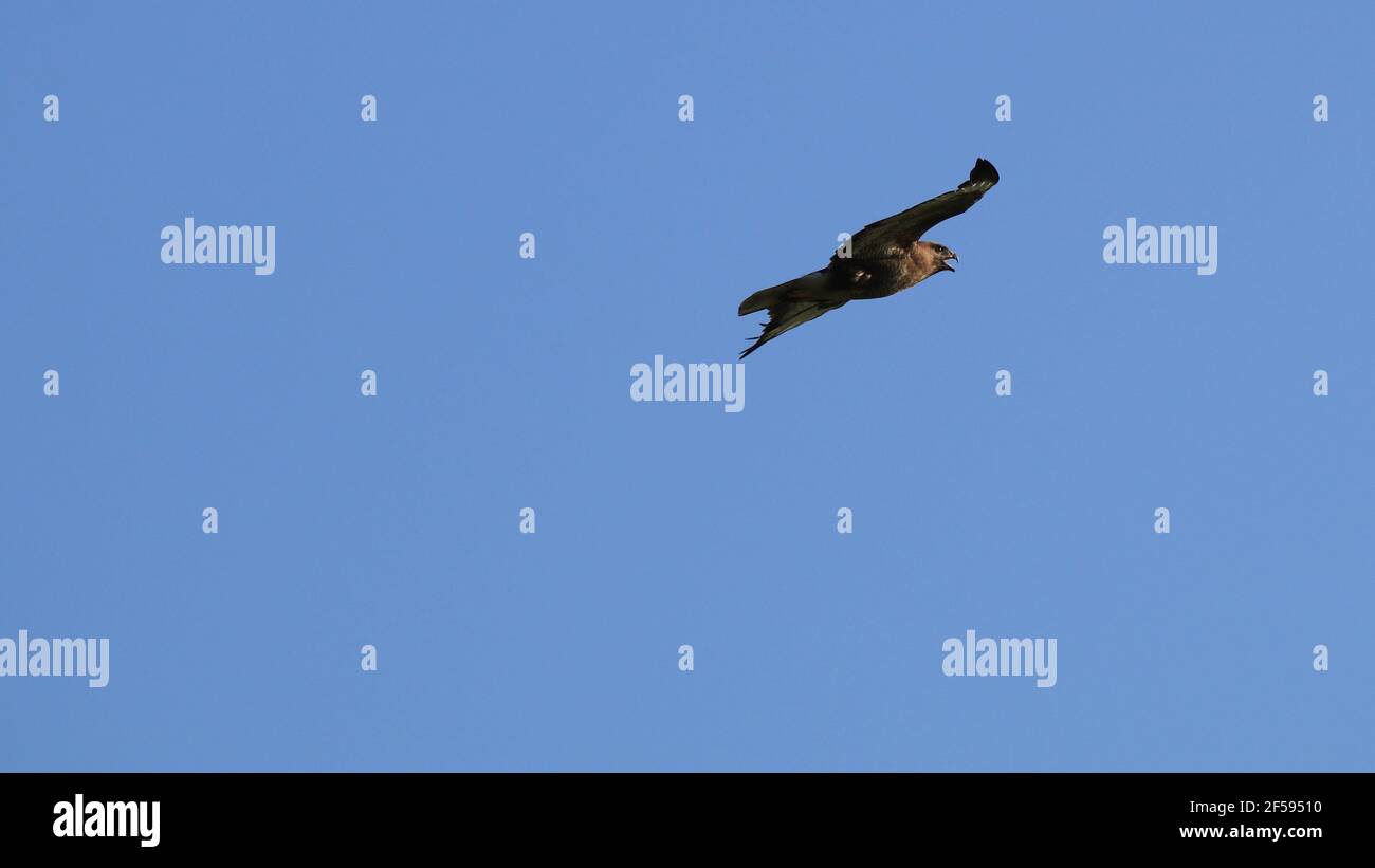 Buzzard side view flying against a light blue sky Stock Photo - Alamy
