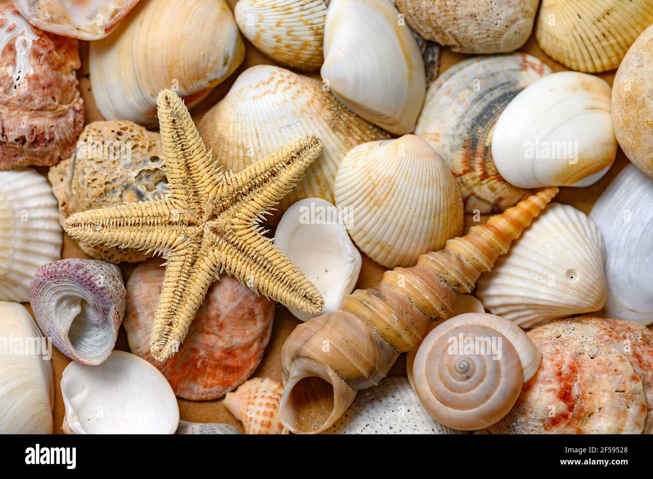Seashells of various shapes and types. Background Stock Photo - Alamy