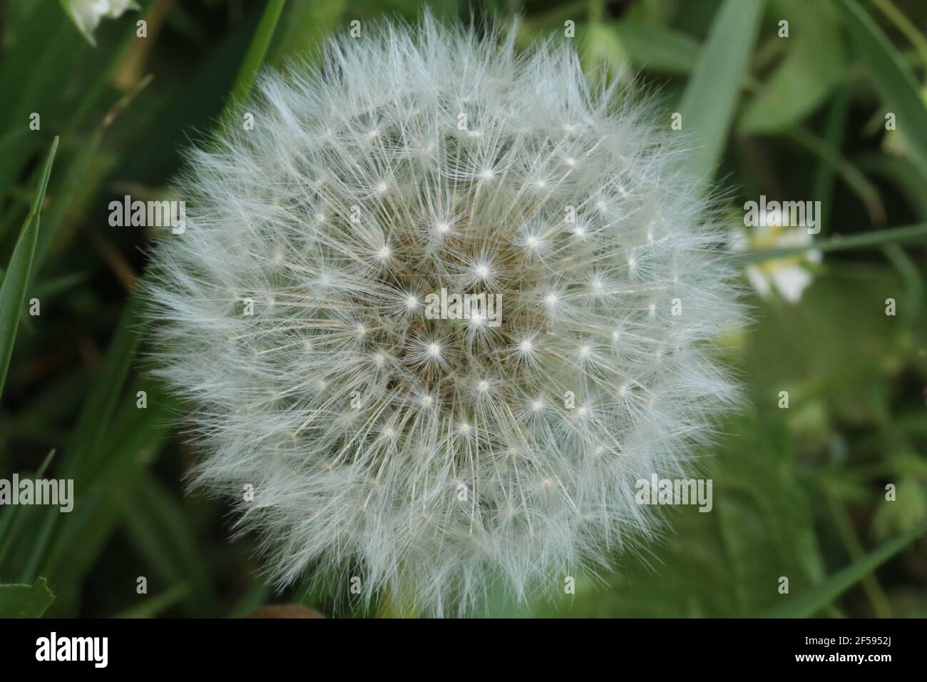 Full Dandelion Seed Head High Resolution Stock Photography and Images ...